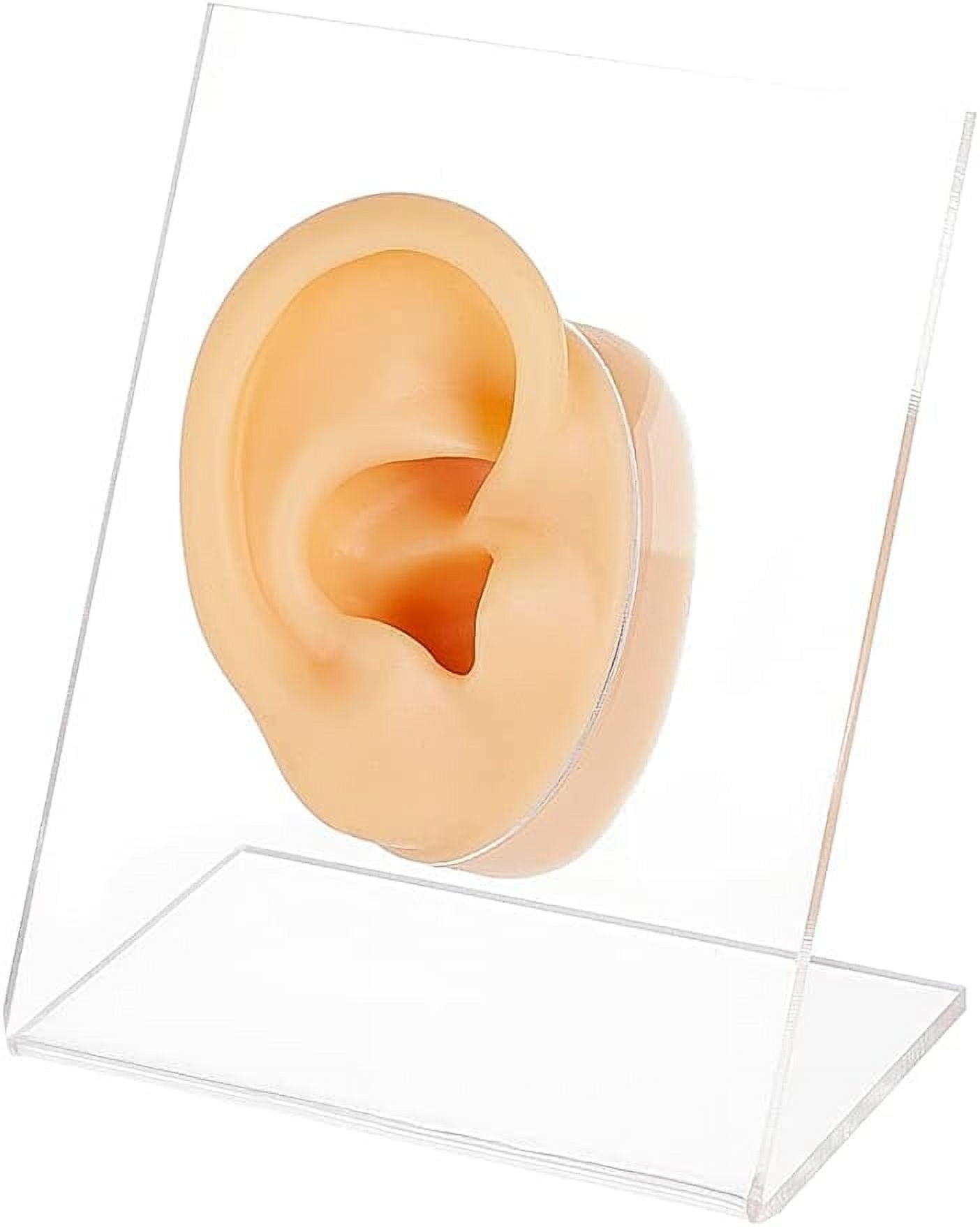 Right Ear Displays Model Silicone Ear Model Rubber Ear Silicone ...