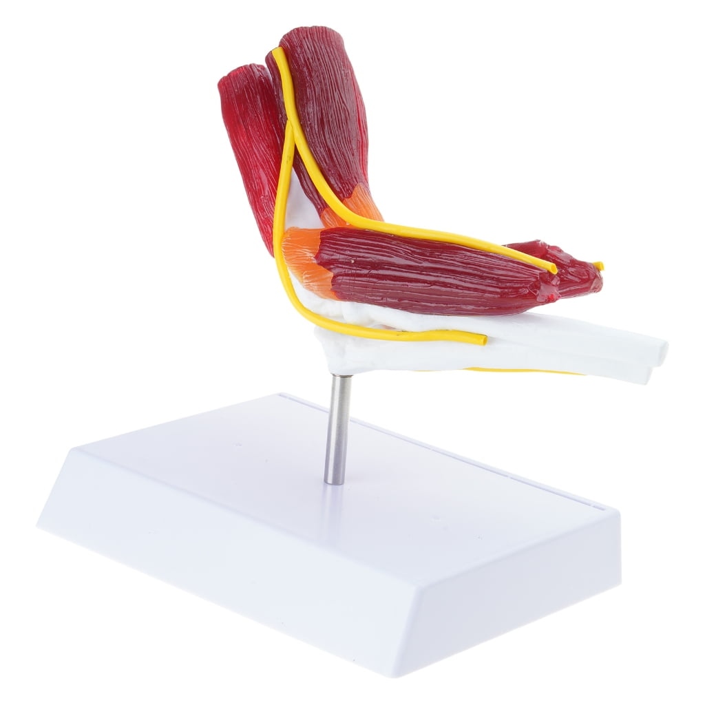 Right Elbow Anatomy Model for Classroom Demonstration - Walmart.com