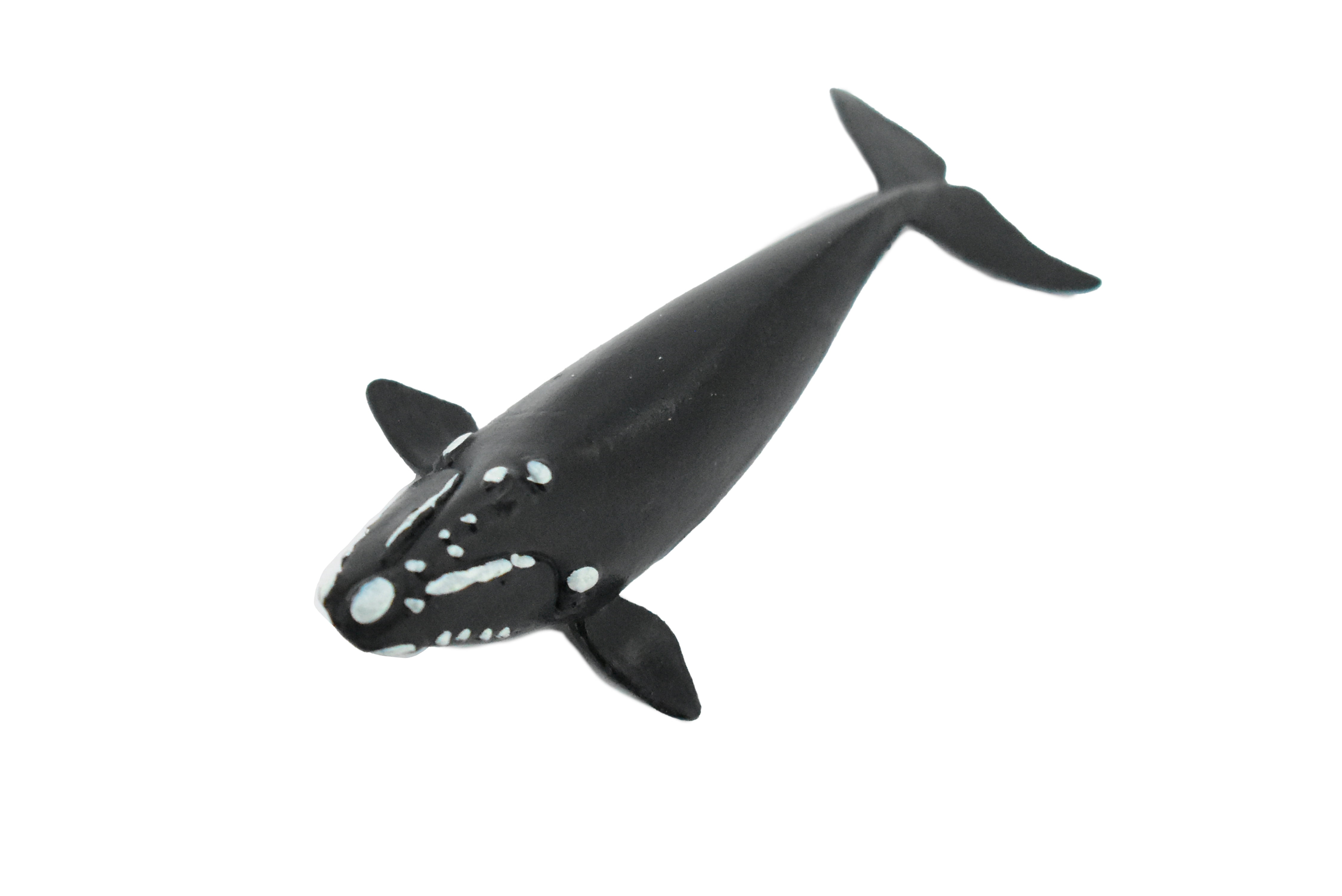 Right Whale, Marine Mammal, Rubber Animal, Realistic Toy Figure, Model ...