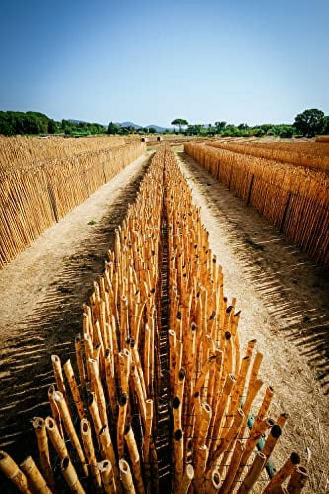 Rigotti RG.JST Gold Jazz Tenor Saxophone Reeds - 2.5 Light (10-pack ...