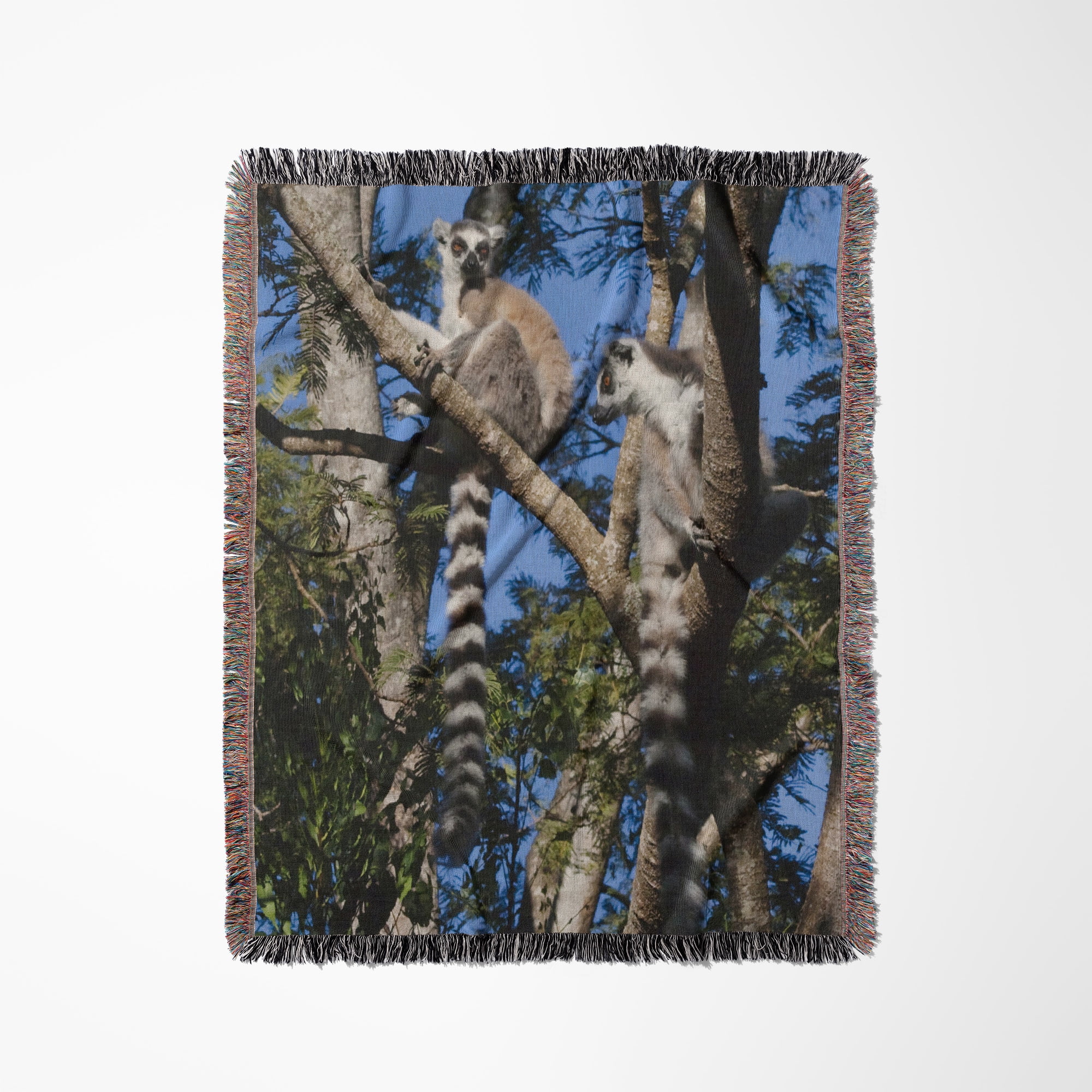 Ring Tailed Lemur Primate, Berenty Park ,Madagascar - Af24 Ksu0036 ...