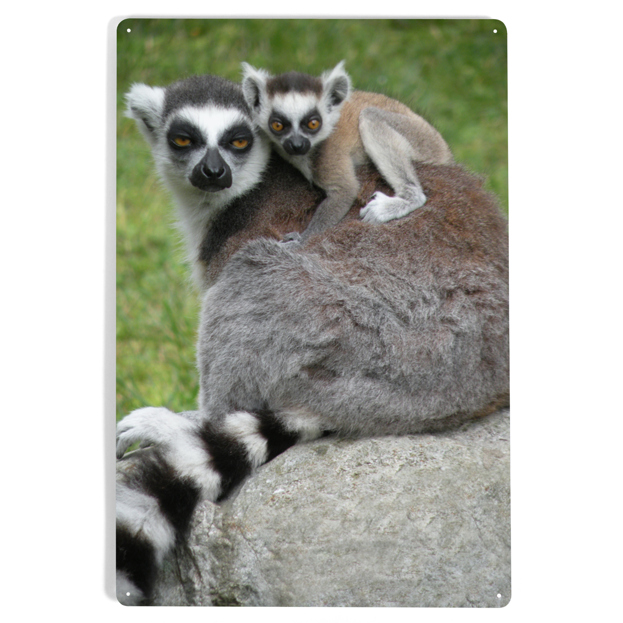 Ring Tailed Lemur and Baby (12x18 Aluminum Art, Indoor Outdoor Metal ...