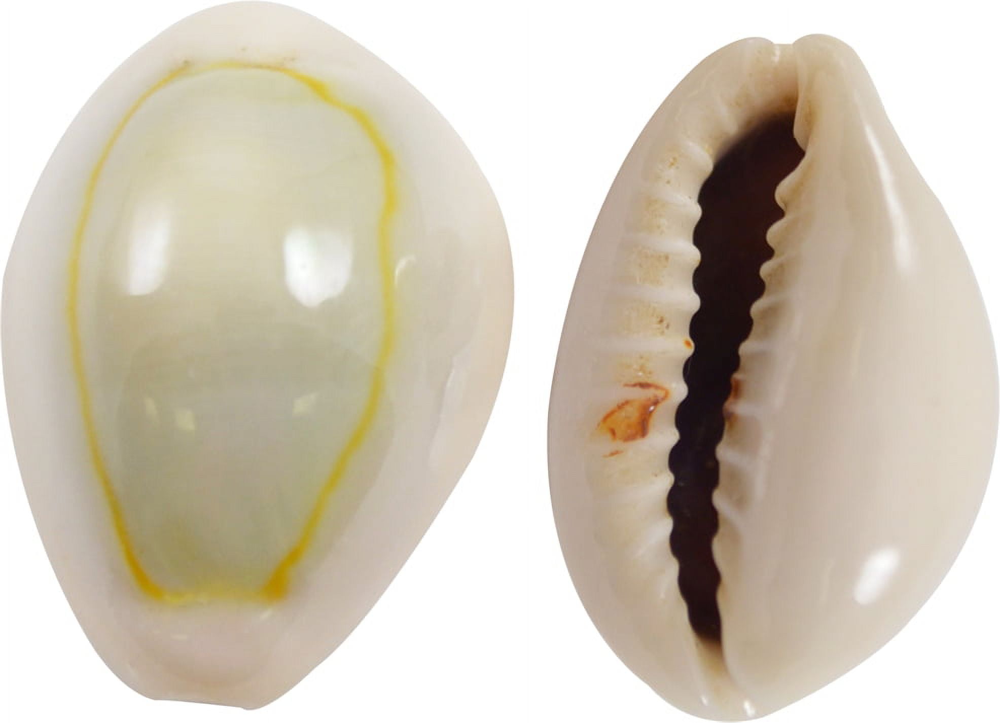 Ring Top Cowrie Craft Assorted Seashells Shell Bag .5-.75" (1 Kilo ...