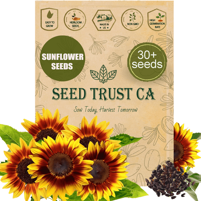 Ring of Fire Sunflower Seeds – 30+ Heirloom Non-GMO, Bold and Vibrant Sunflowers – High ...