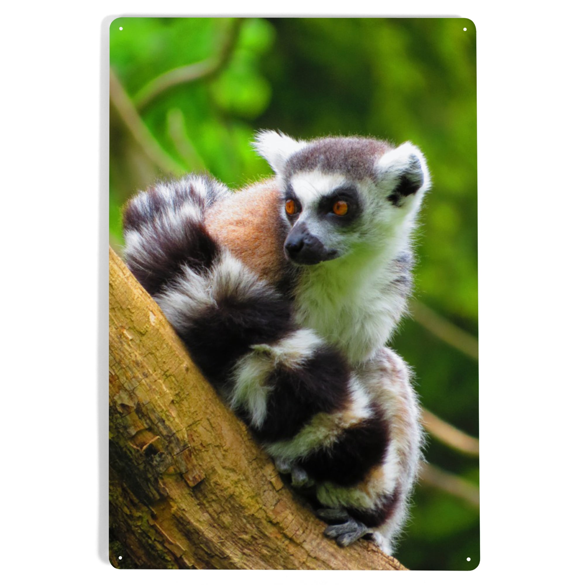 Ring-tailed Lemur (12x18 Aluminum Art, Indoor Outdoor Metal Sign Decor ...
