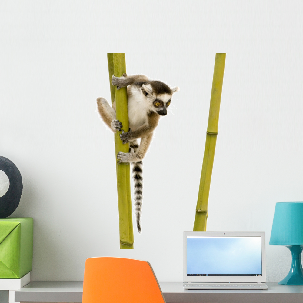 Ring-tailed Lemur Wall Decal Sticker, Wallmonkeys Peel & Stick Vinyl ...