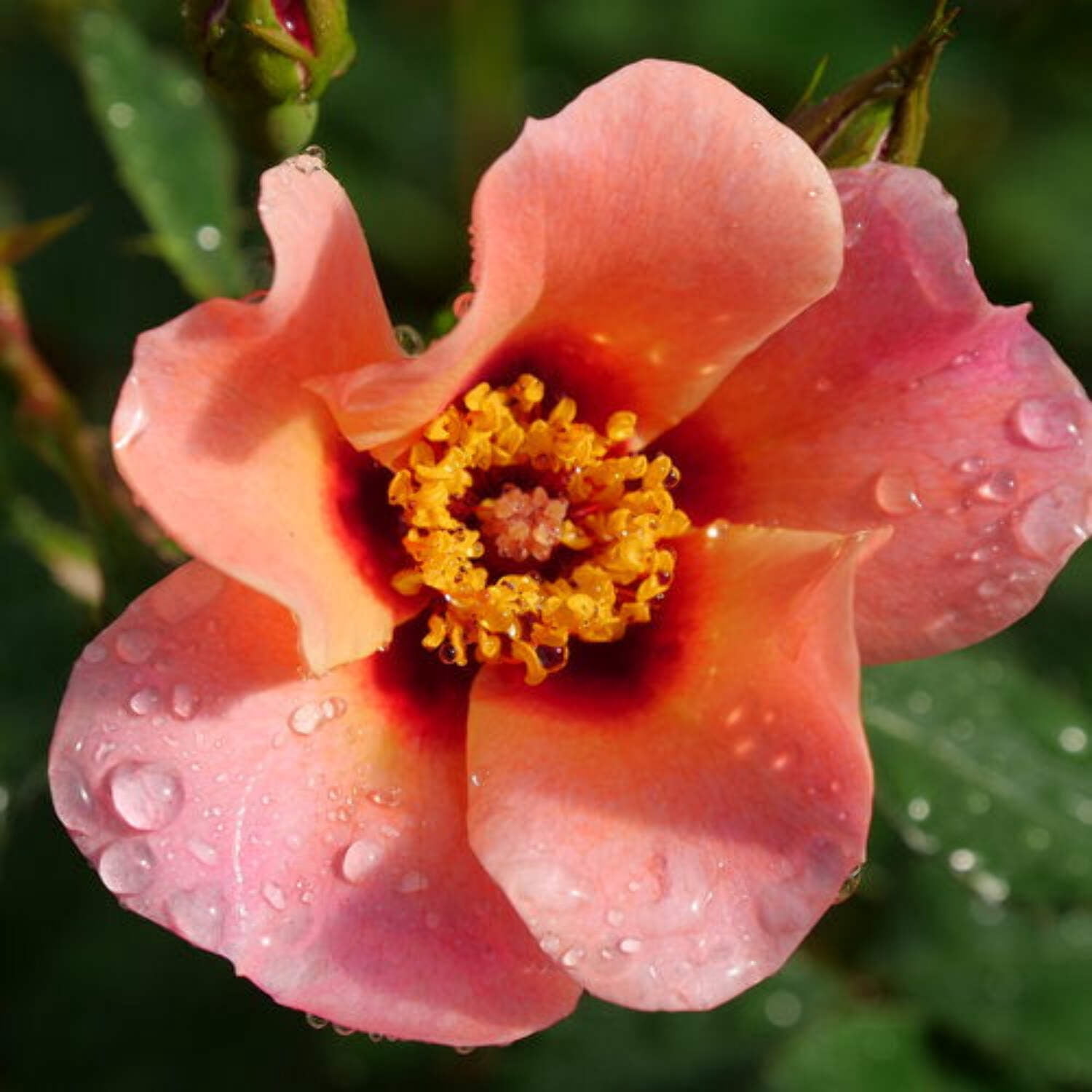 Ringo All-Star Rose - Walmart.com