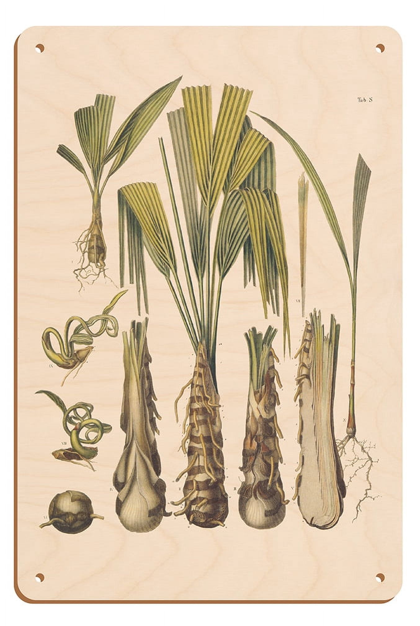 Rio Grande Palmetto Palm Tree (Sabal Mexicana) - Roots and Seed ...