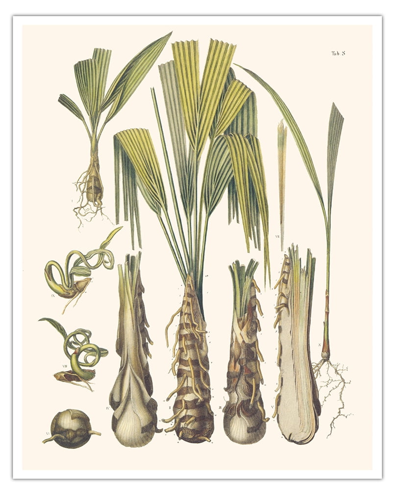 Rio Grande Palmetto Palm Tree (Sabal Mexicana) - Roots and Seed ...