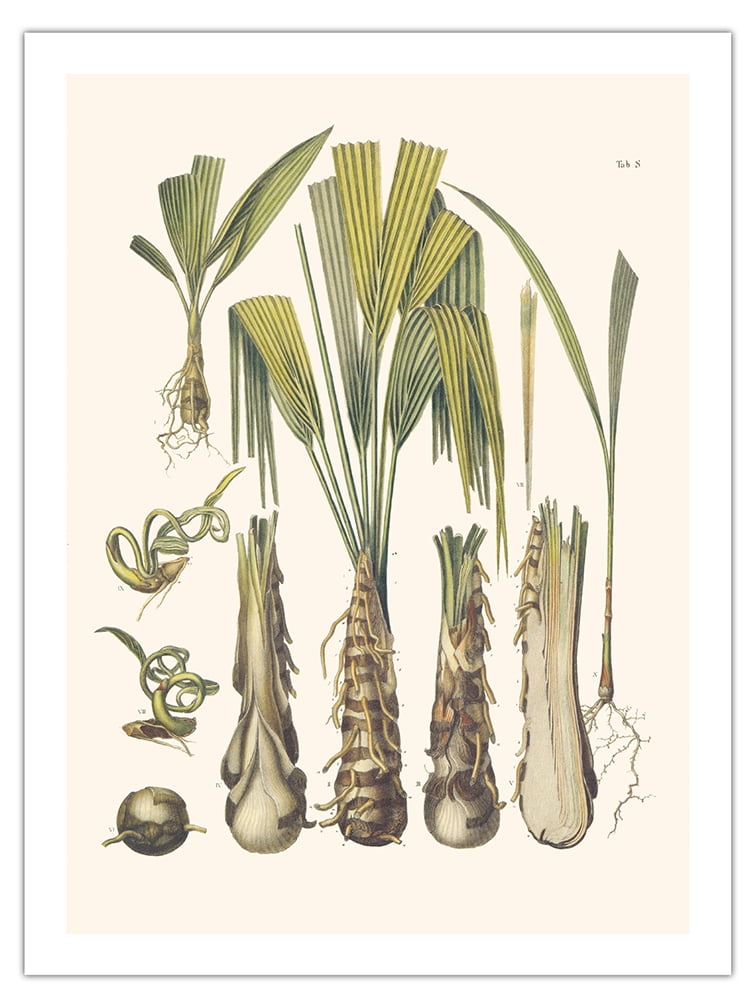 Rio Grande Palmetto Palm Tree (Sabal Mexicana) - Roots and Seed ...