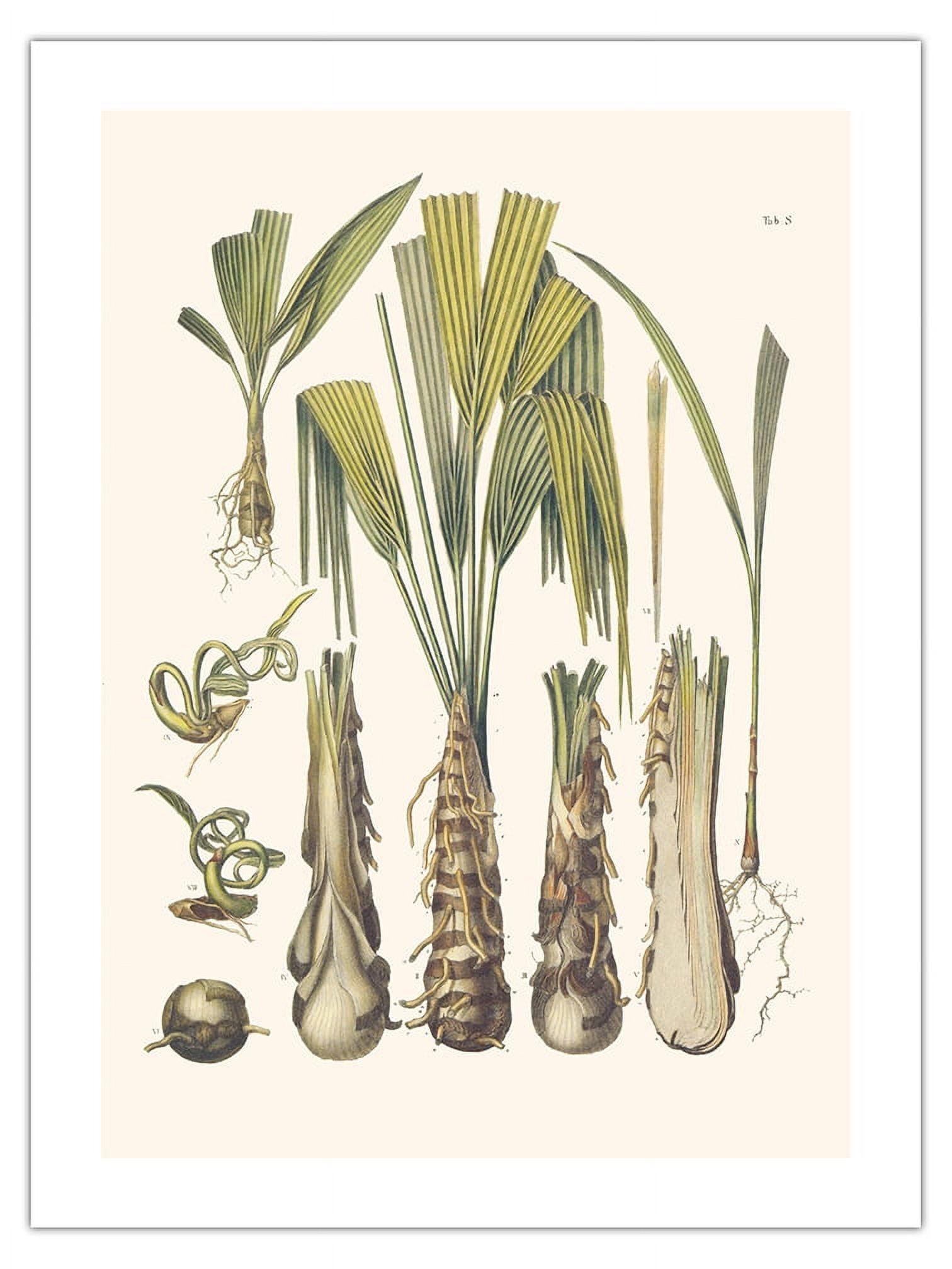 Rio Grande Palmetto Palm Tree (Sabal Mexicana) - Roots and Seed ...