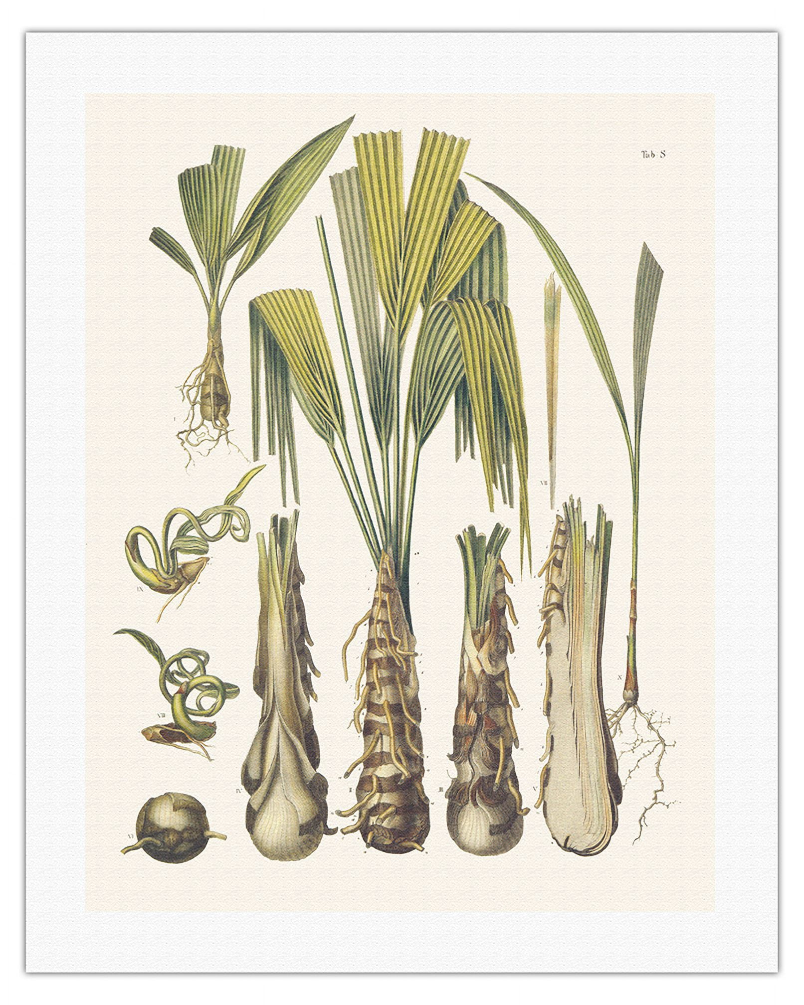 Rio Grande Palmetto Palm Tree (Sabal Mexicana) - Roots and Seed ...