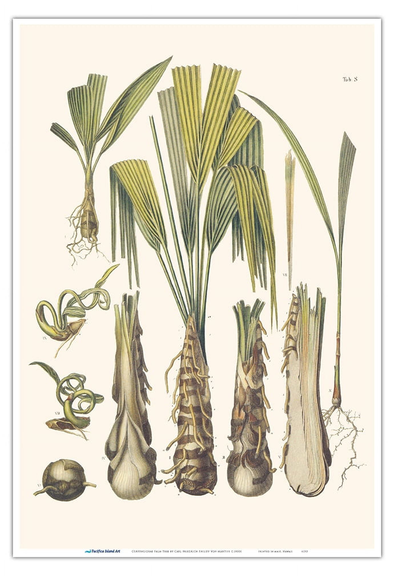 Rio Grande Palmetto Palm Tree (Sabal Mexicana) - Roots and Seed ...