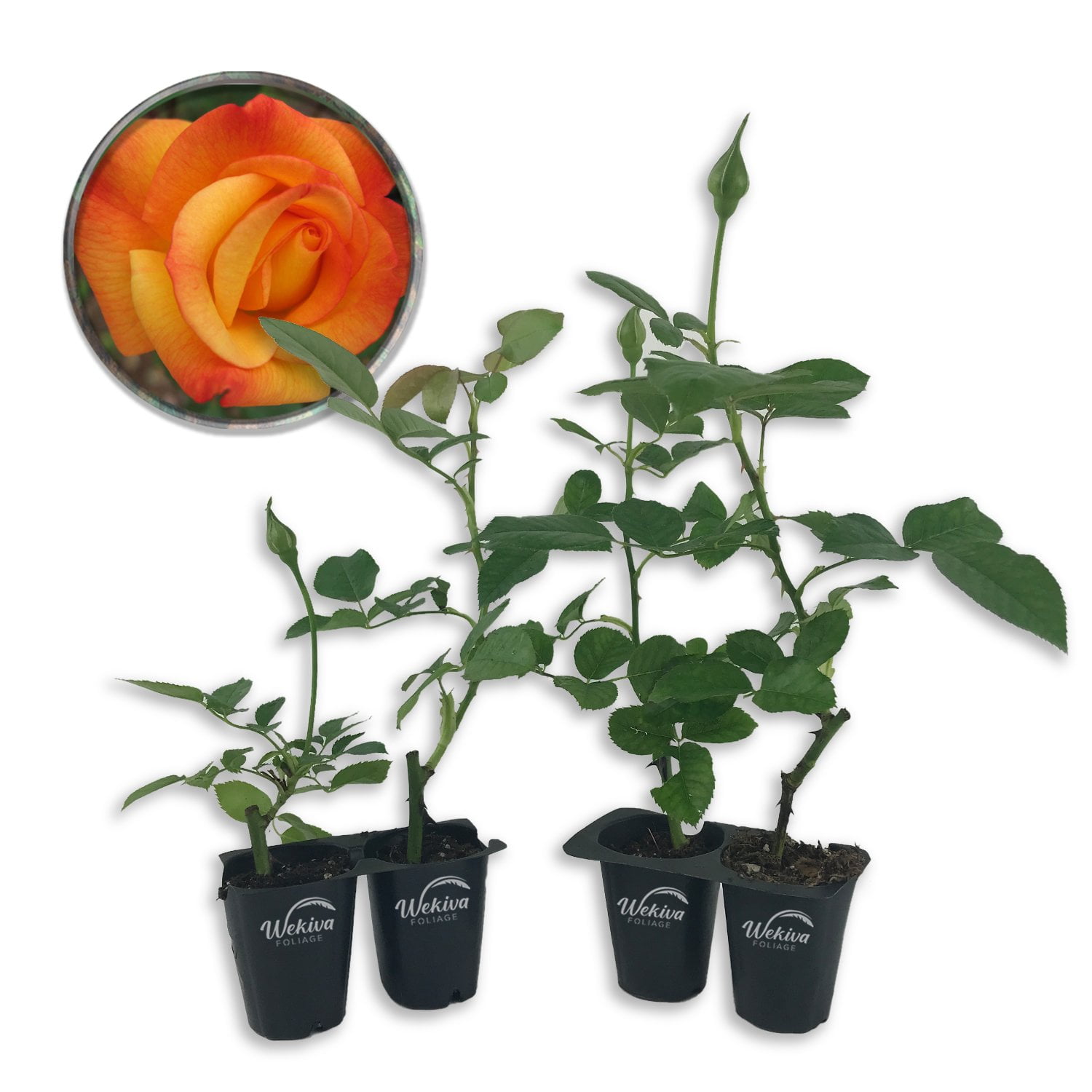 Rio Samba Rose Bush - 4 Live Starter Plants in 2 Inch Pots ...