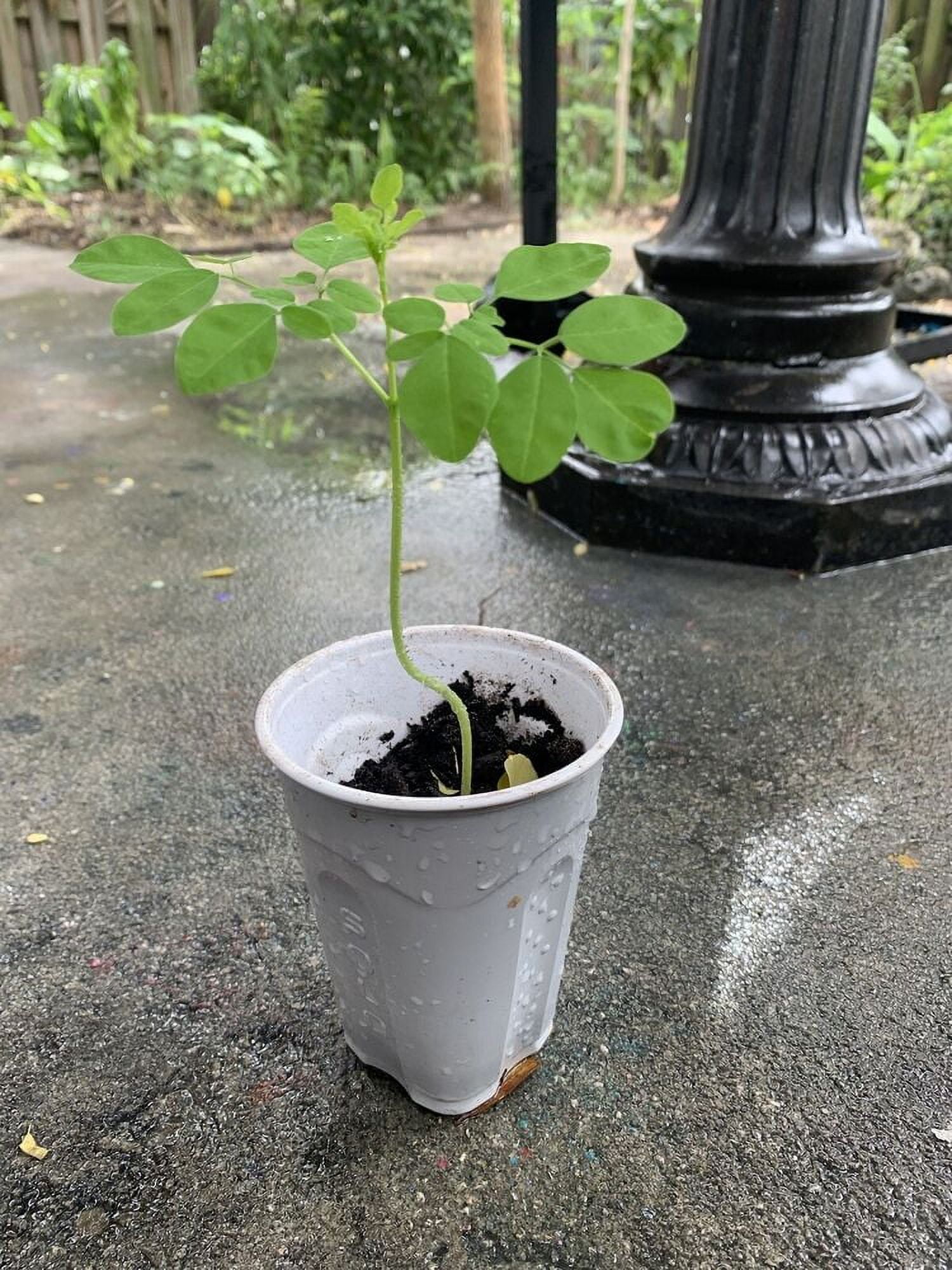 Ripkitty Moringa Oleifera (Tree of Life) Wingless Seeds Planting Nuts ...