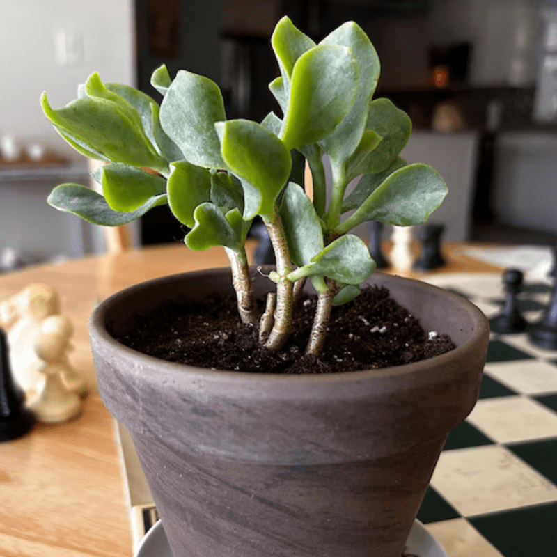 Ripple Jade, Silver Dollar Jade, Crassula Arborescens Undulatifolia ...