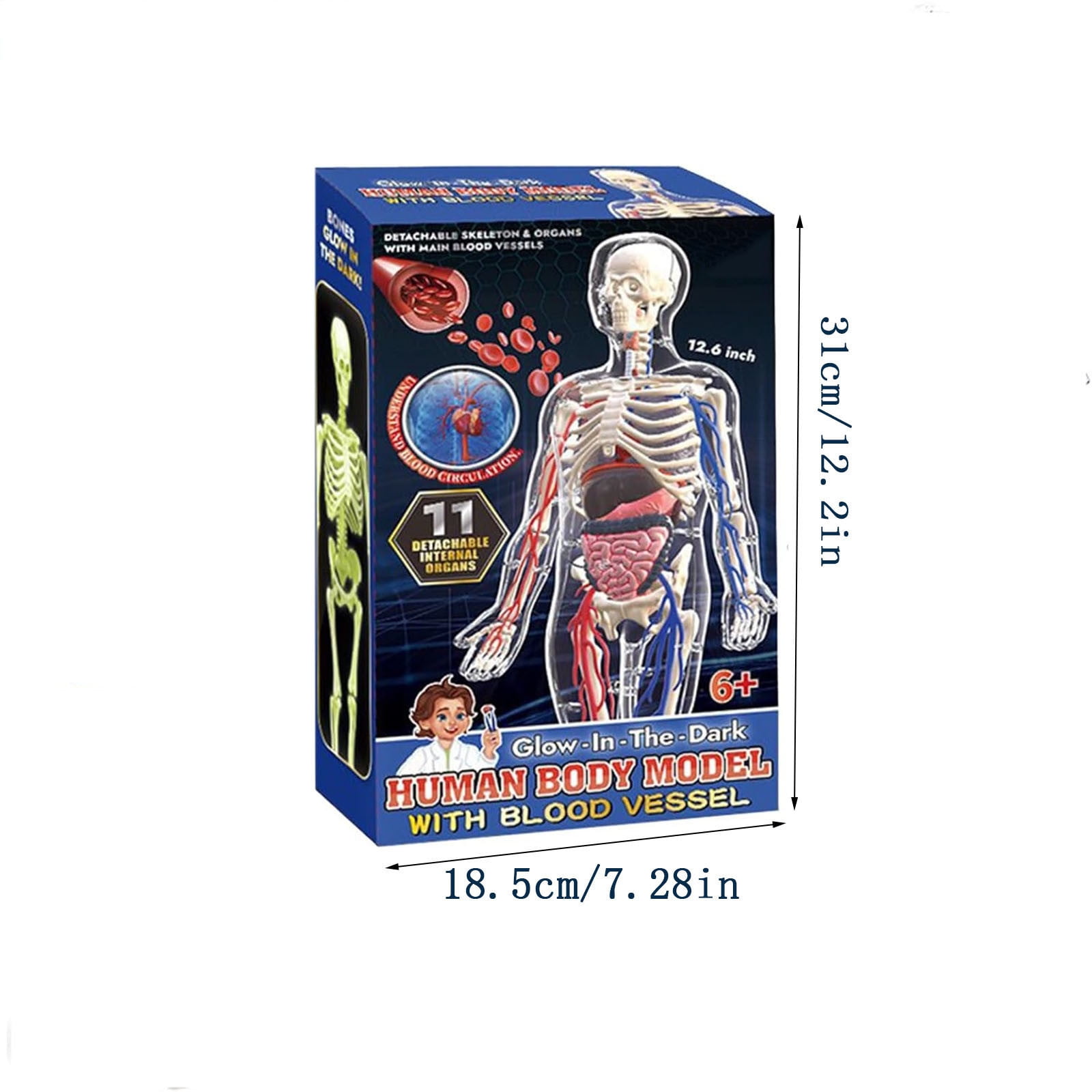Rirozkan 29-Piece Human Body Model, Transparent Anatomy Model with ...