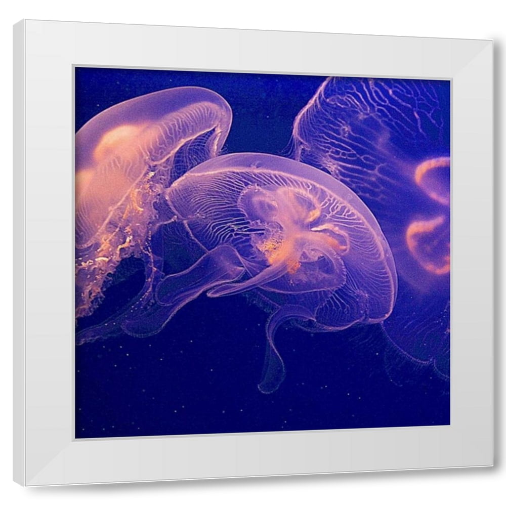 Rita Crane 12x12 White Modern Wood Framed Wall Art Titled - Jellyfish ...