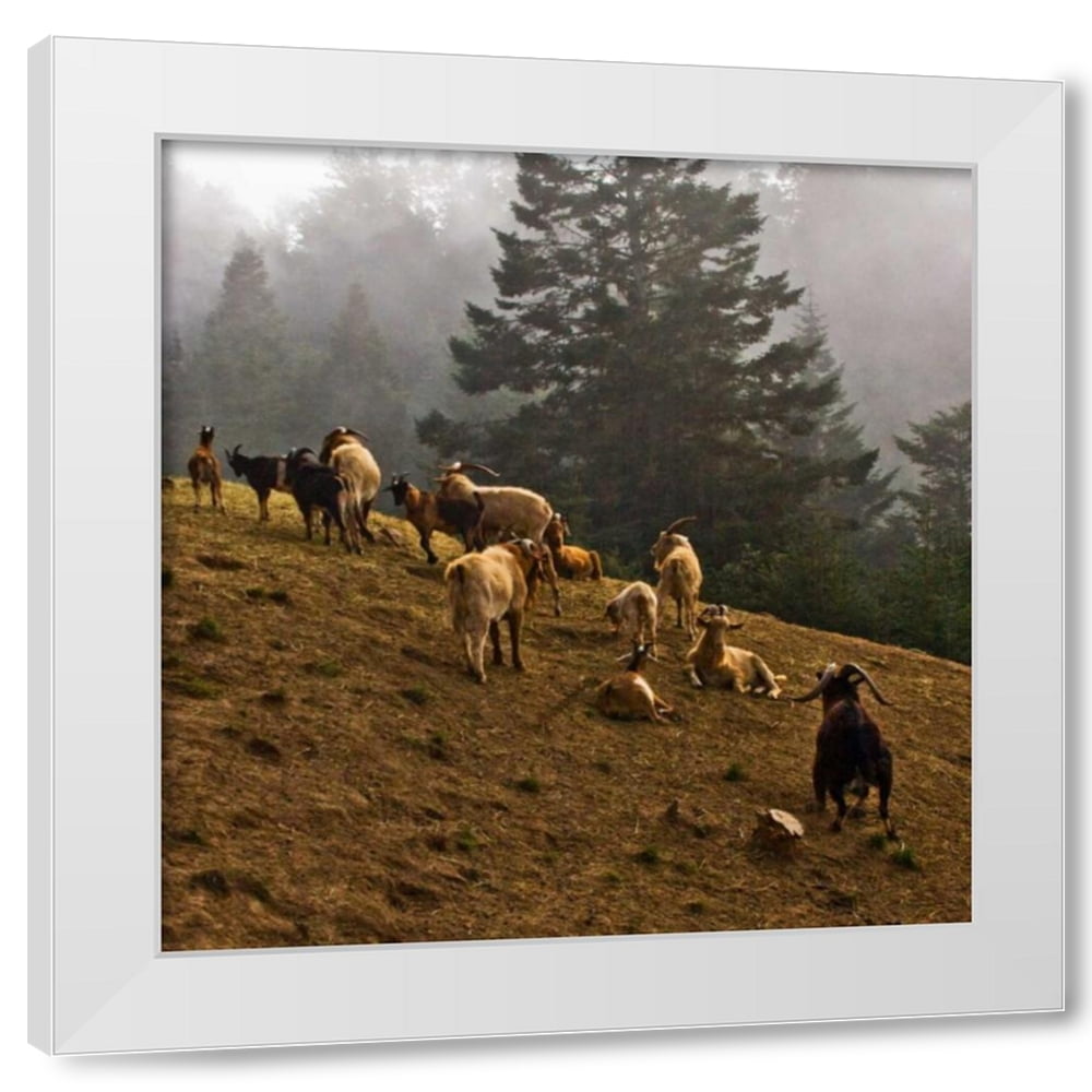 Rita Crane 12x12 White Modern Wood Framed Wall Art Titled - Misty ... Rita Crane 12x12 White Modern Wood Framed Wall Art Titled - Misty ...