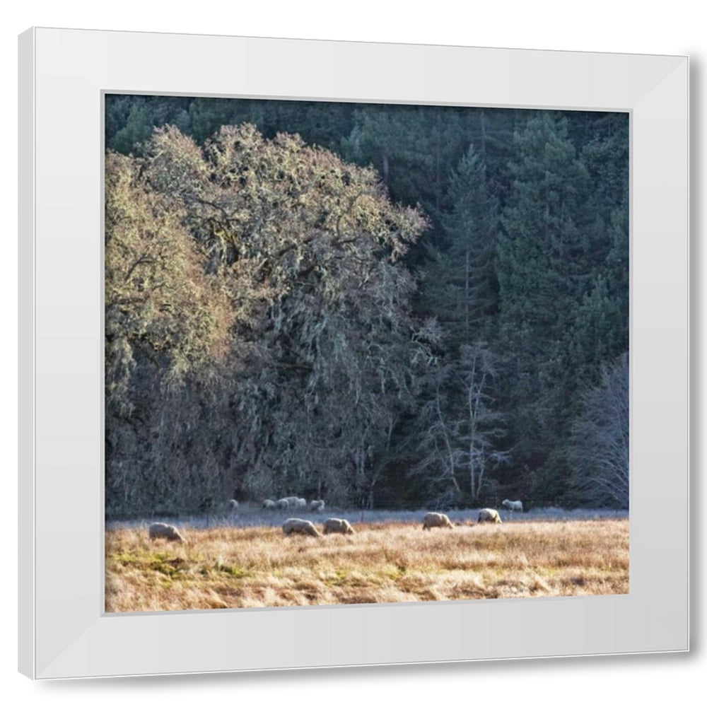 Rita Crane 12x12 White Modern Wood Framed Wall Art Titled - Sheep and ...