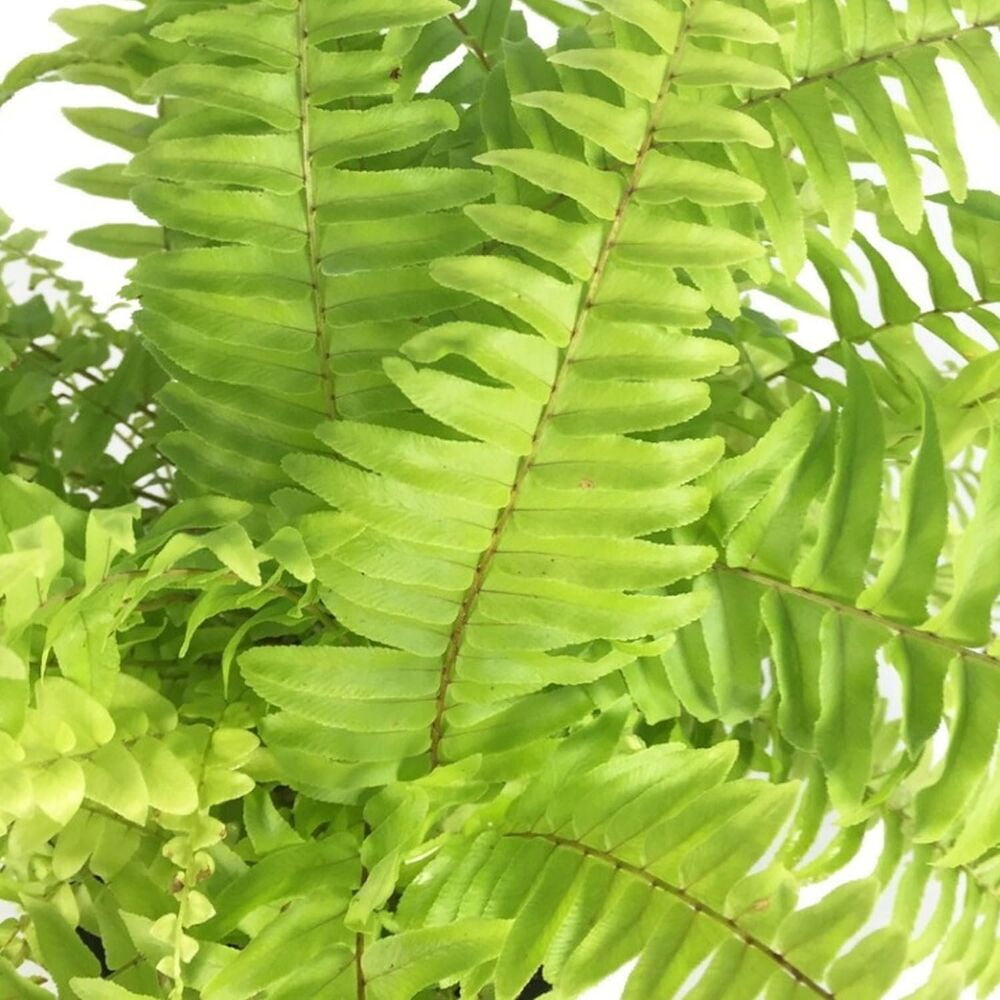 Rita's Gold Fern - Live Starter Plants in 4 Inch Grower's Pots ...