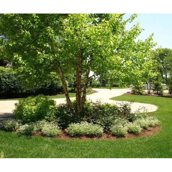 River Birch Multi Stem Tree Live Plant 12-18" Tall in Quart Pot ...