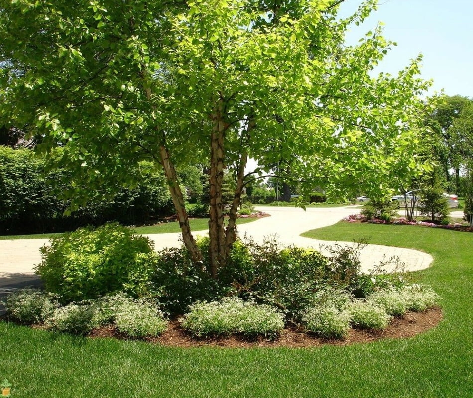 River Birch Multi Stem Tree Live Plant 12-18" Tall in Quart Pot ...