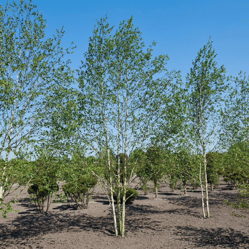 River Birch Single Stem Plant Live, River Birch Tree Plant from 12 Inch ...