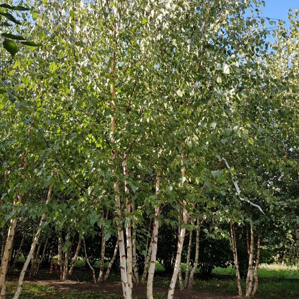 River Birch Single Stem Tree, River Birch Live Plant form 12 to 18 Inch ...