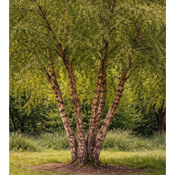 Live Birch Tree