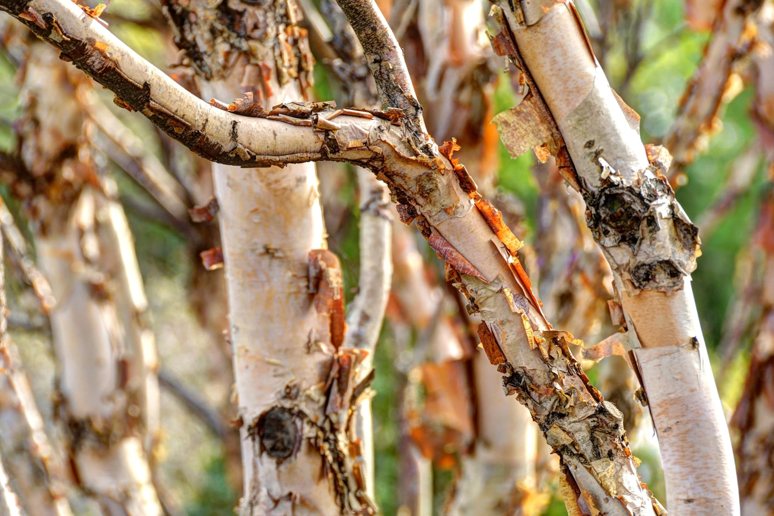 River Birch Tree Seedlings for Planting - Year Old Seedlings with Good ...