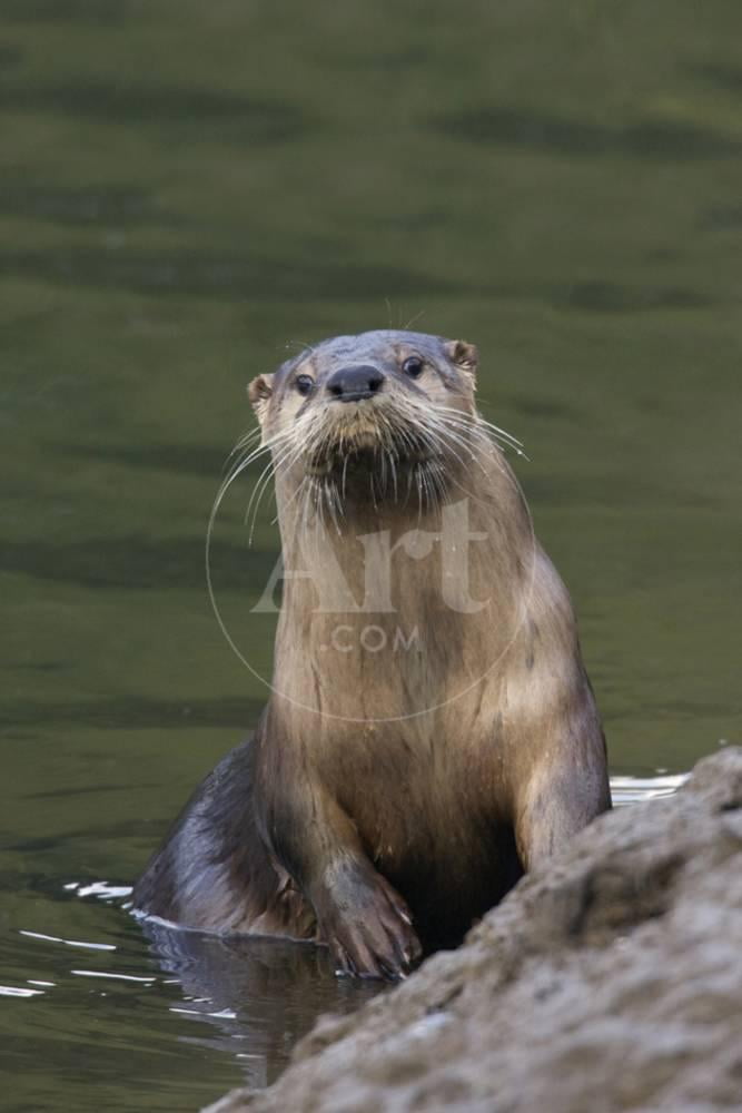 River Otter, Animals Unframed Photographic Print Wall Art by Ken Archer ...