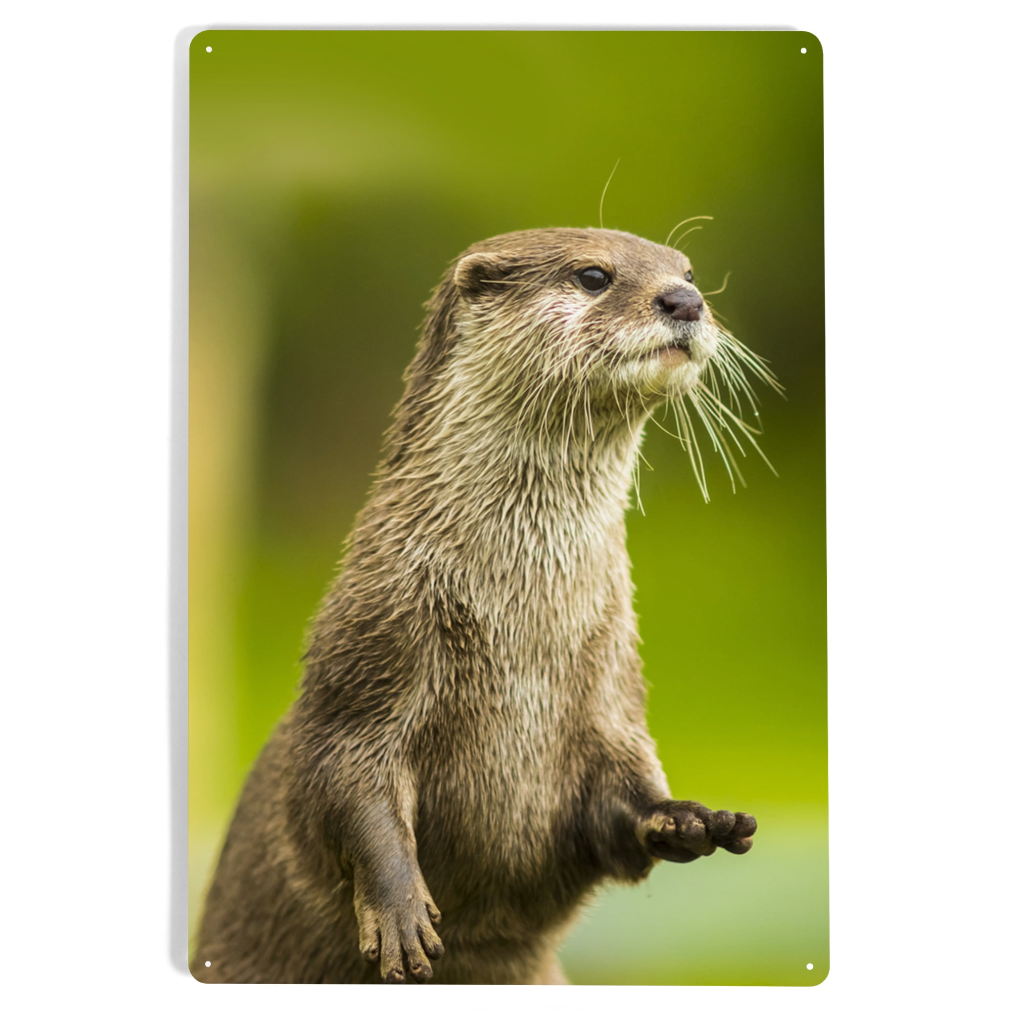 River Otter Standing (12x18 Aluminum Art, Indoor Outdoor Metal Sign ...