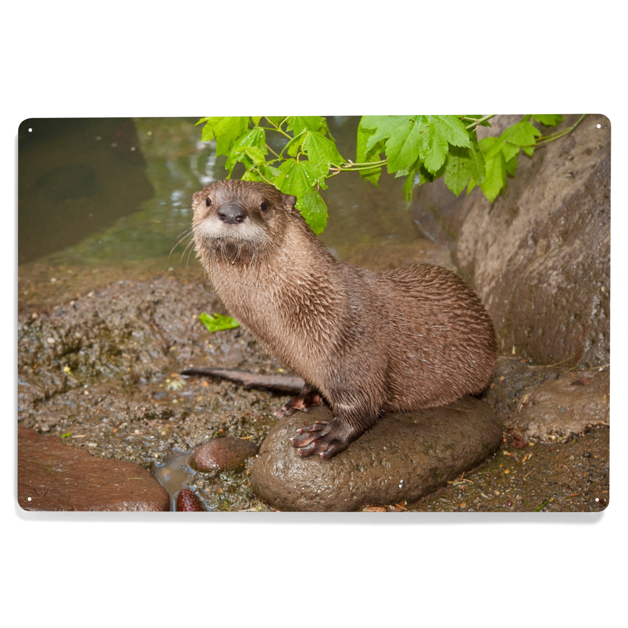 River Otter on Shore (12x18 Aluminum Art, Indoor Outdoor Metal Sign ...