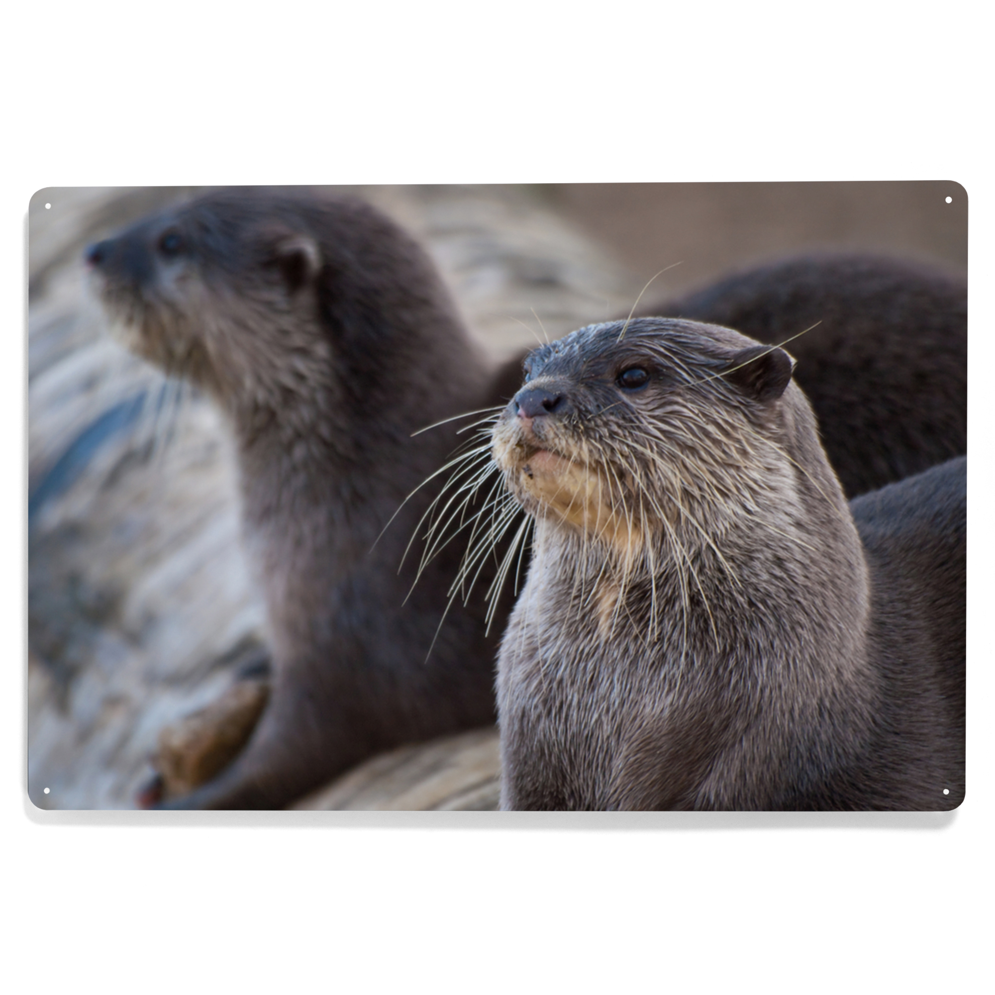 River Otters on Log (12x18 Aluminum Art, Indoor Outdoor Metal Sign ...