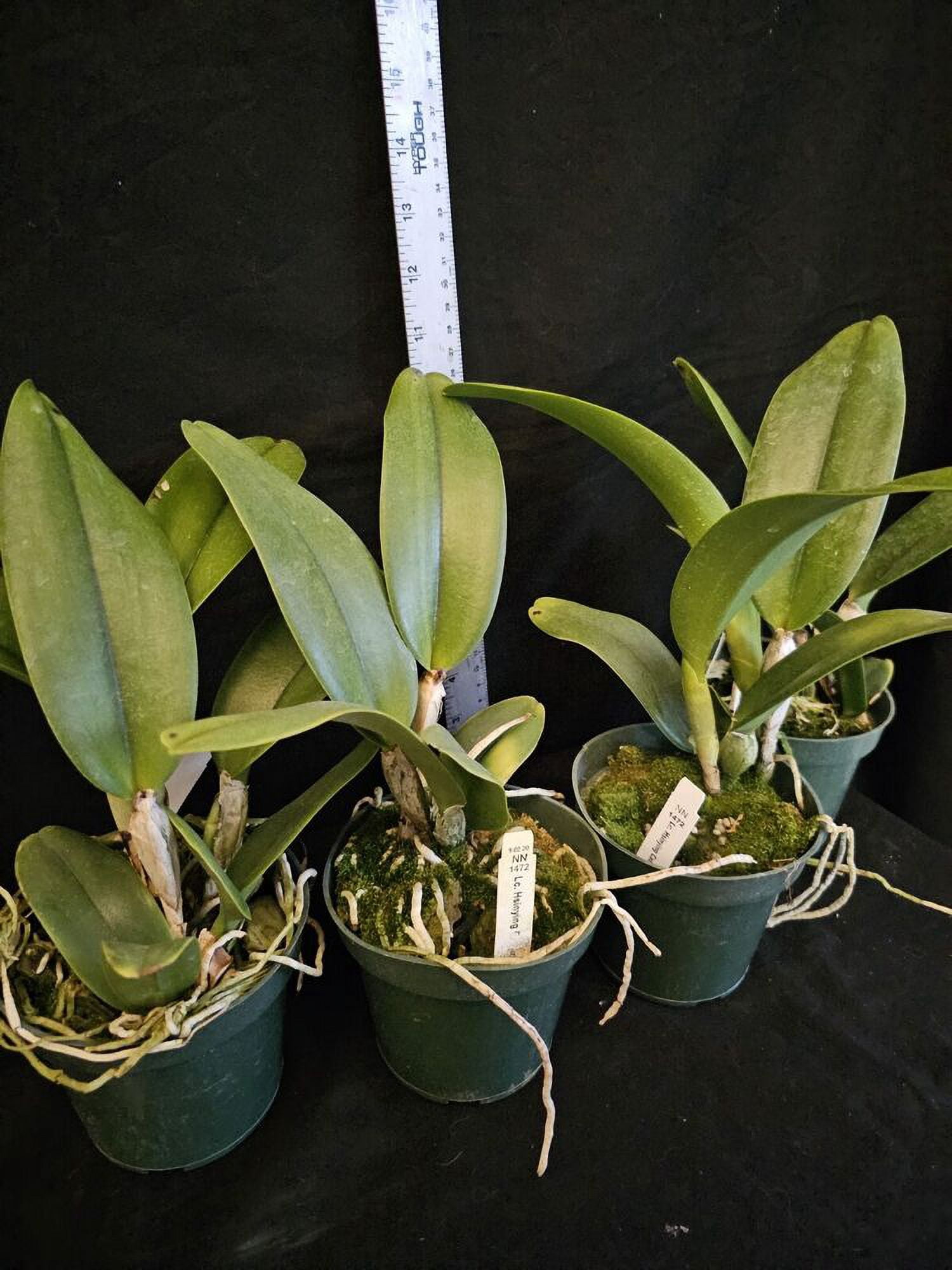 Rlc Hsinying Catherine x Rlc Pratum Green '#73' Near Blooming Size ...