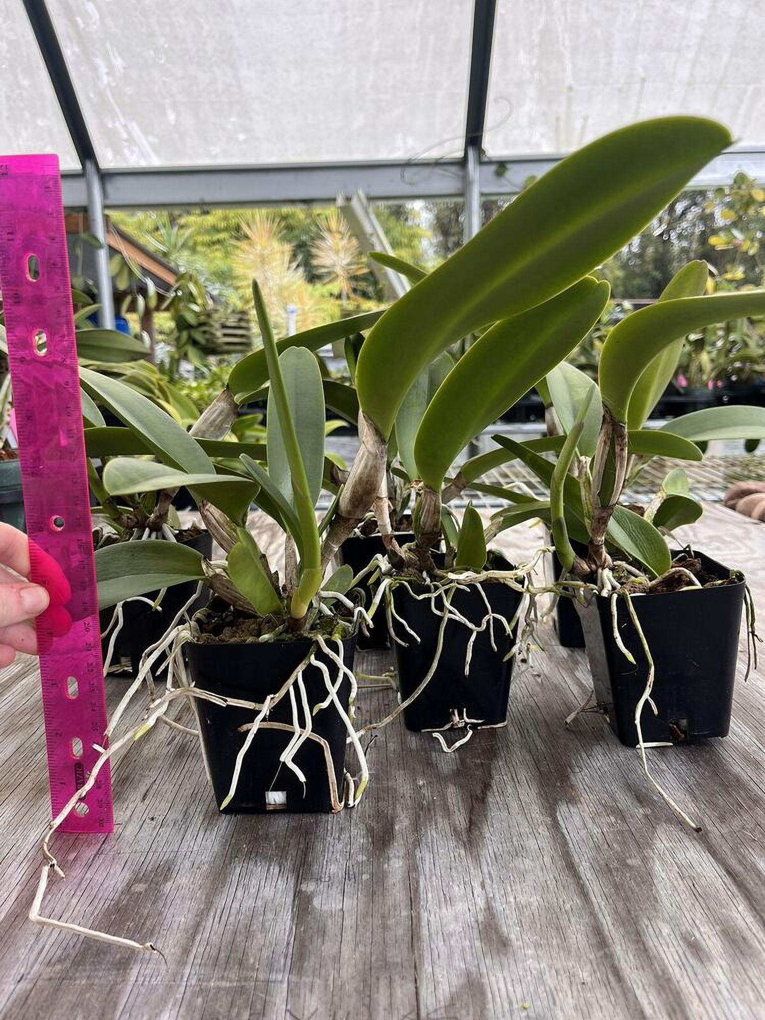 Rlc Pamela Ann Oliveros ‘The Byrd’ HCC/AOS Clone 4” - Walmart.com