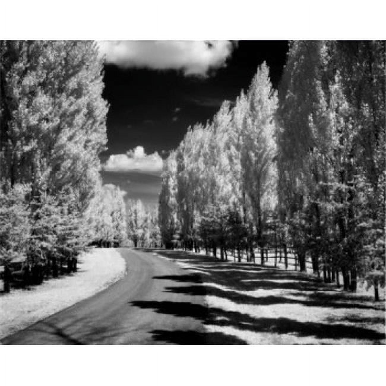 Road Lined with Poplars Infrared Shot Poster Print - 18 x 24 in ...