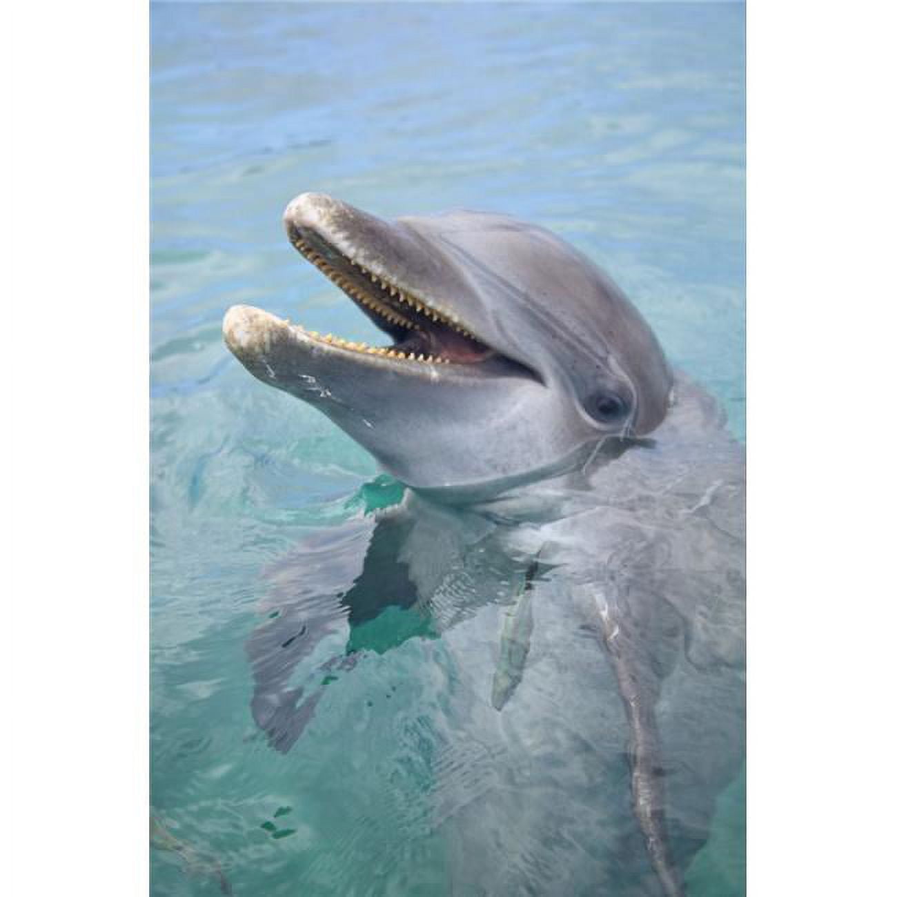 Roatan, Bay Islands, Honduras - A Bottlenose Dolphin Tursiops Truncatus ...