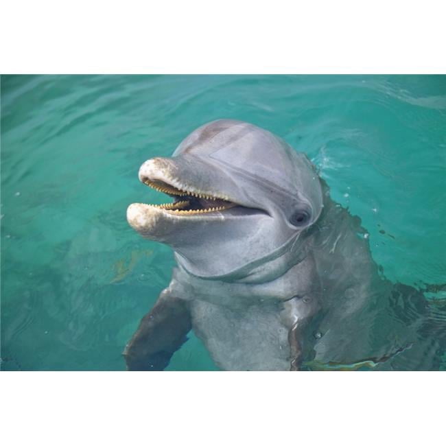 Roatan, Bay Islands, Honduras - A Bottlenose Dolphin Tursiops Truncatus ...