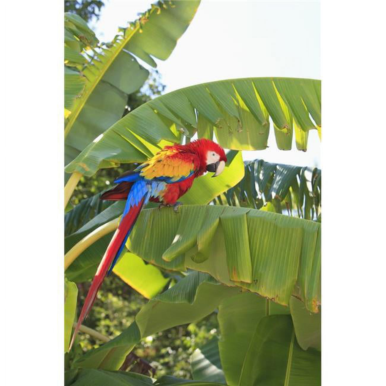 Roatan - Bay Islands - Honduras - A Scarlet Macaw Ara Macao In The ...