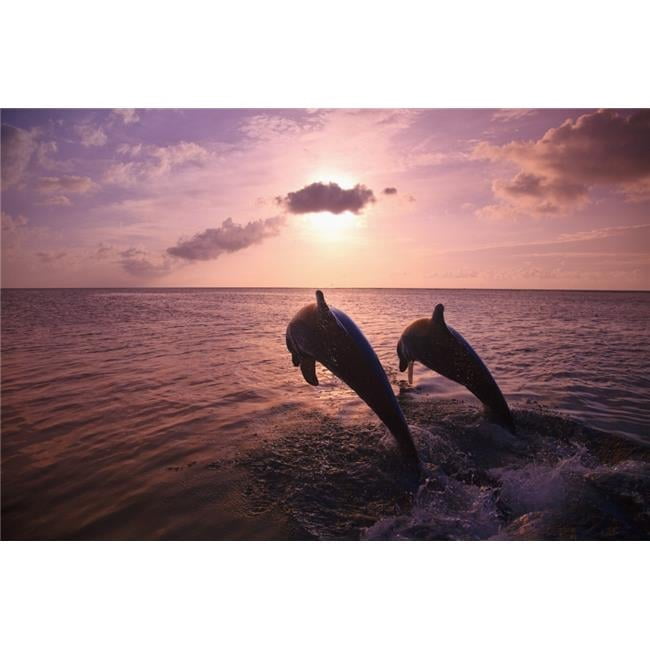 Roatan, Bay Islands, Honduras - Two Bottlenose Dolphins Tursiops ...