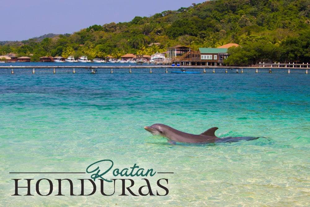 Roatan, Honduras, Dolphin Swimming (16x24 Giclee Gallery Art Print ...