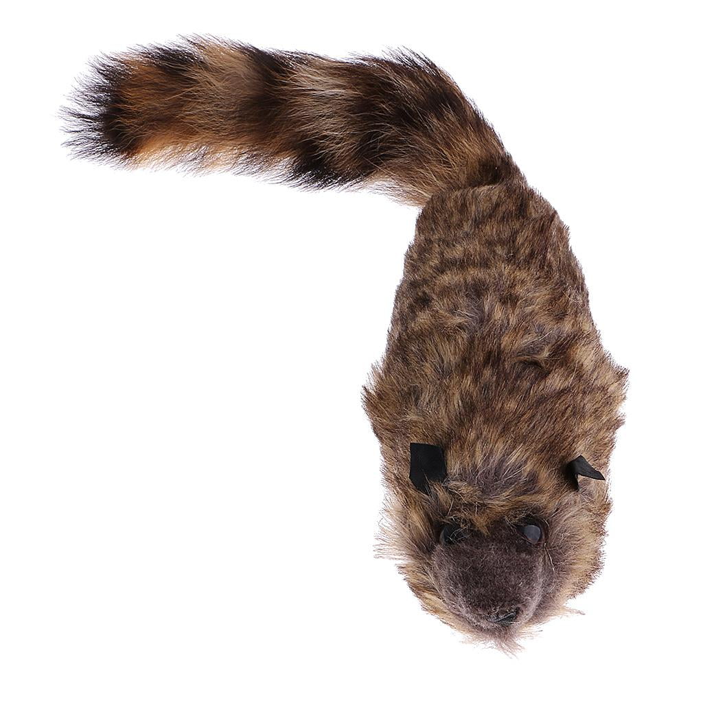 Robbie the Trick Raccoon Sp Raccoon Training - Walmart.com