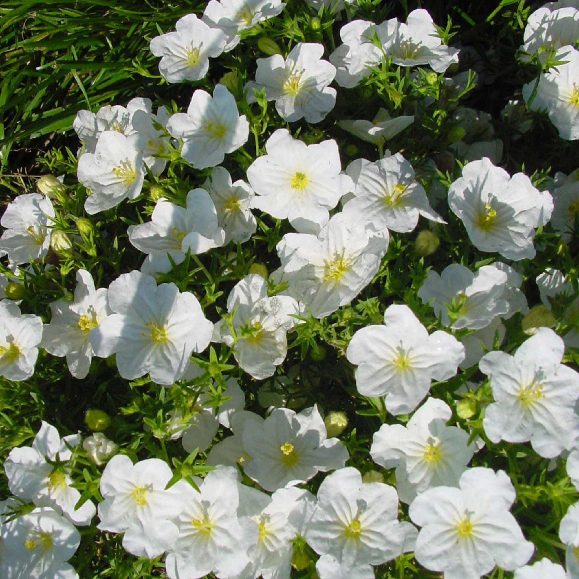 Robe Series Nierembergia White 0.25 Oz Seeds – Purple & White Cupflower ...