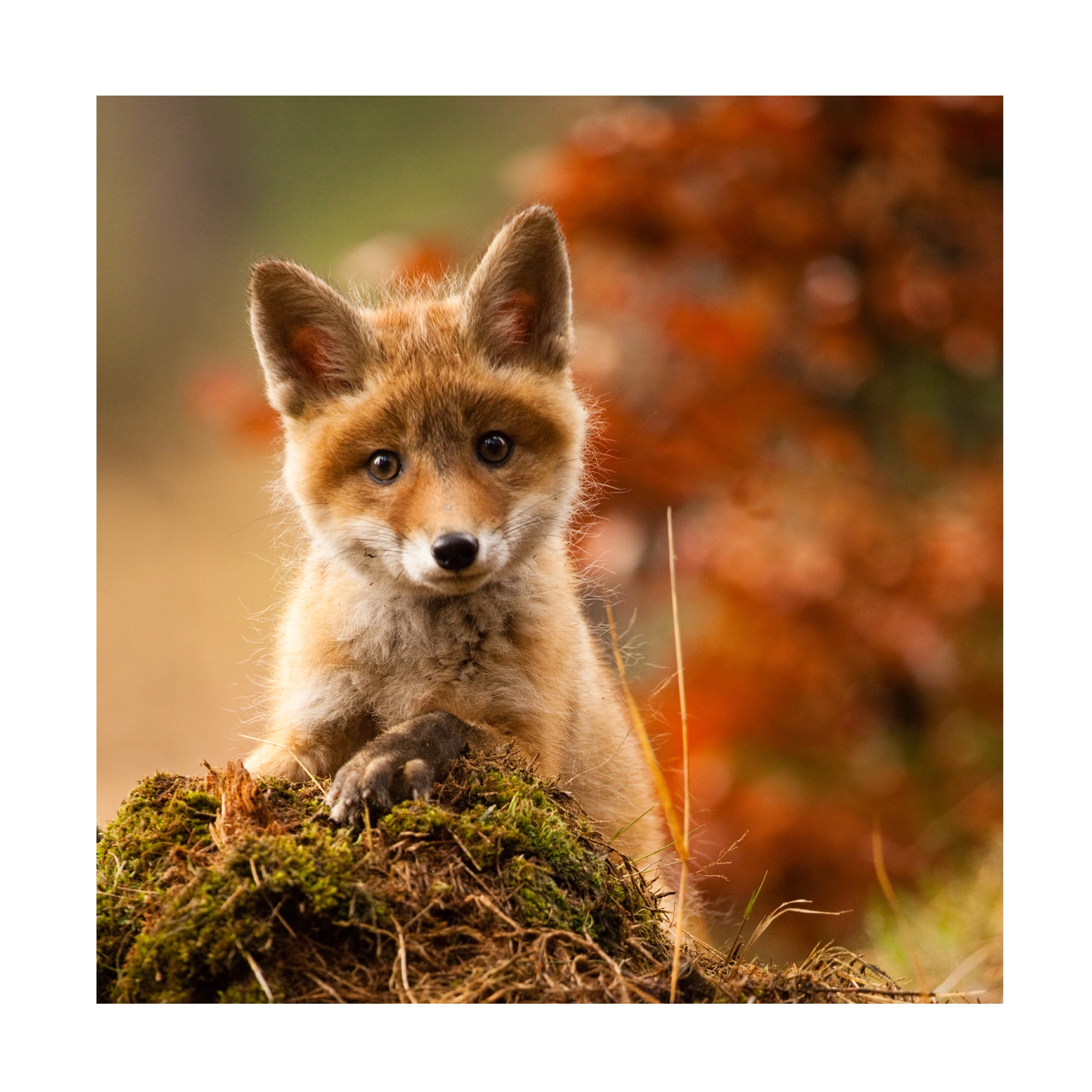 Robert Adamec 'Fox' Canvas Art - Walmart.com
