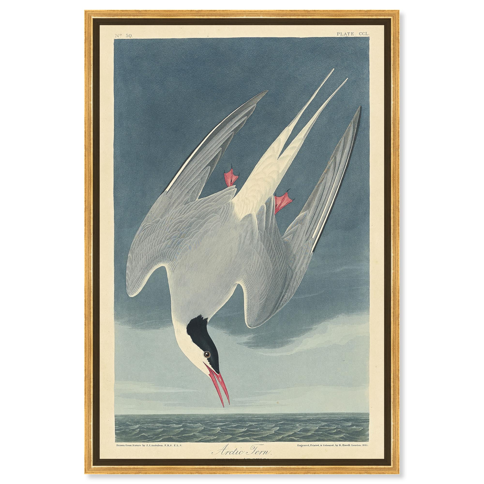 Robert Havell - Arctic Tern Canvas Retro Japanese Art Prints by Art ...