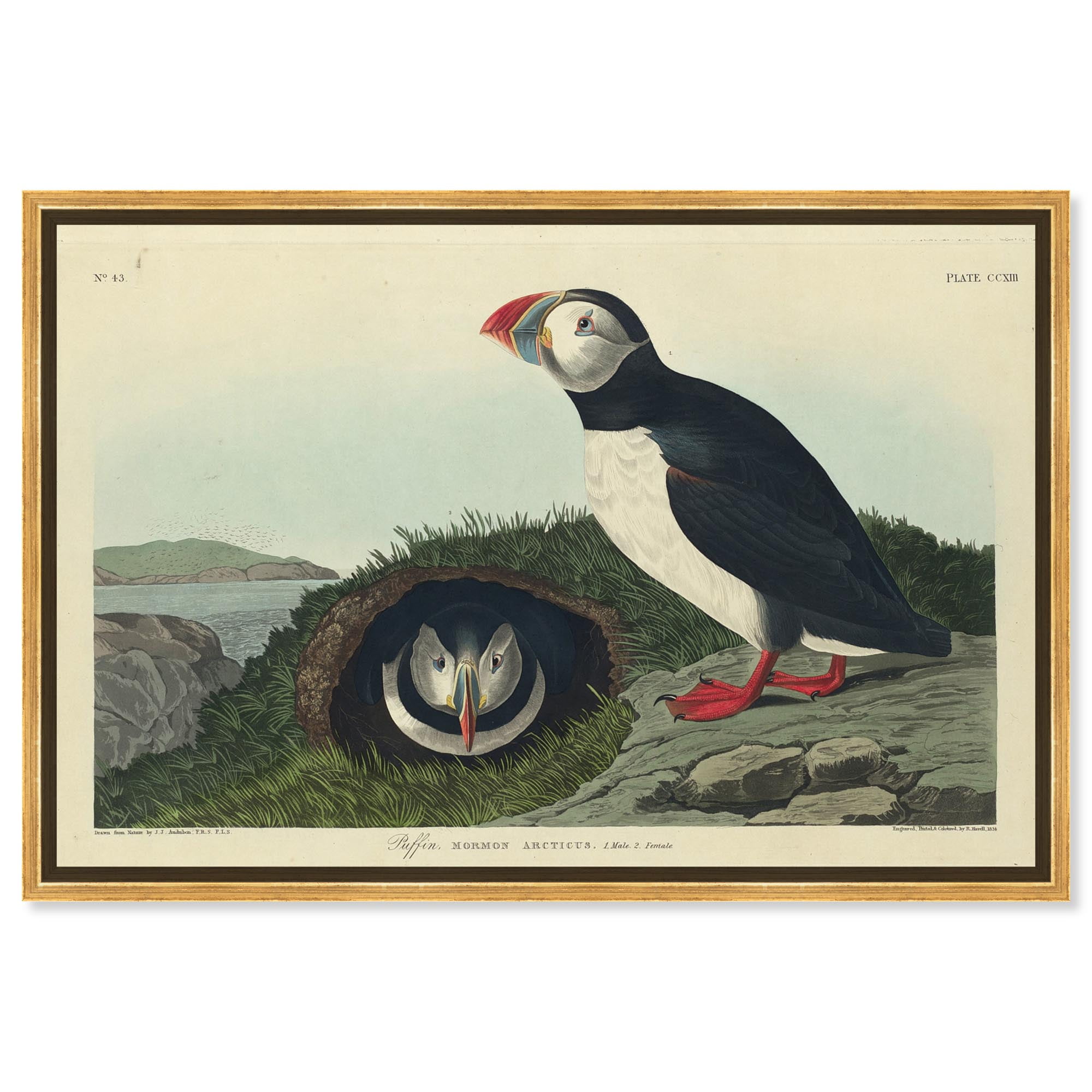 Robert Havell - Puffin Canvas Countryside Wall Art by Art Remedy, Gold ...