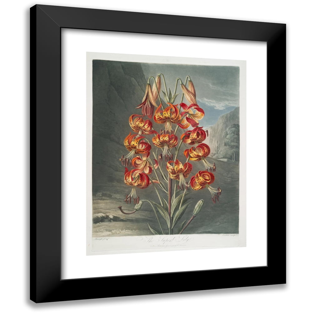 Robert John Thornton 15x18 Black Modern Framed Museum Art Print Titled - The Superb Lily (1799 ...
