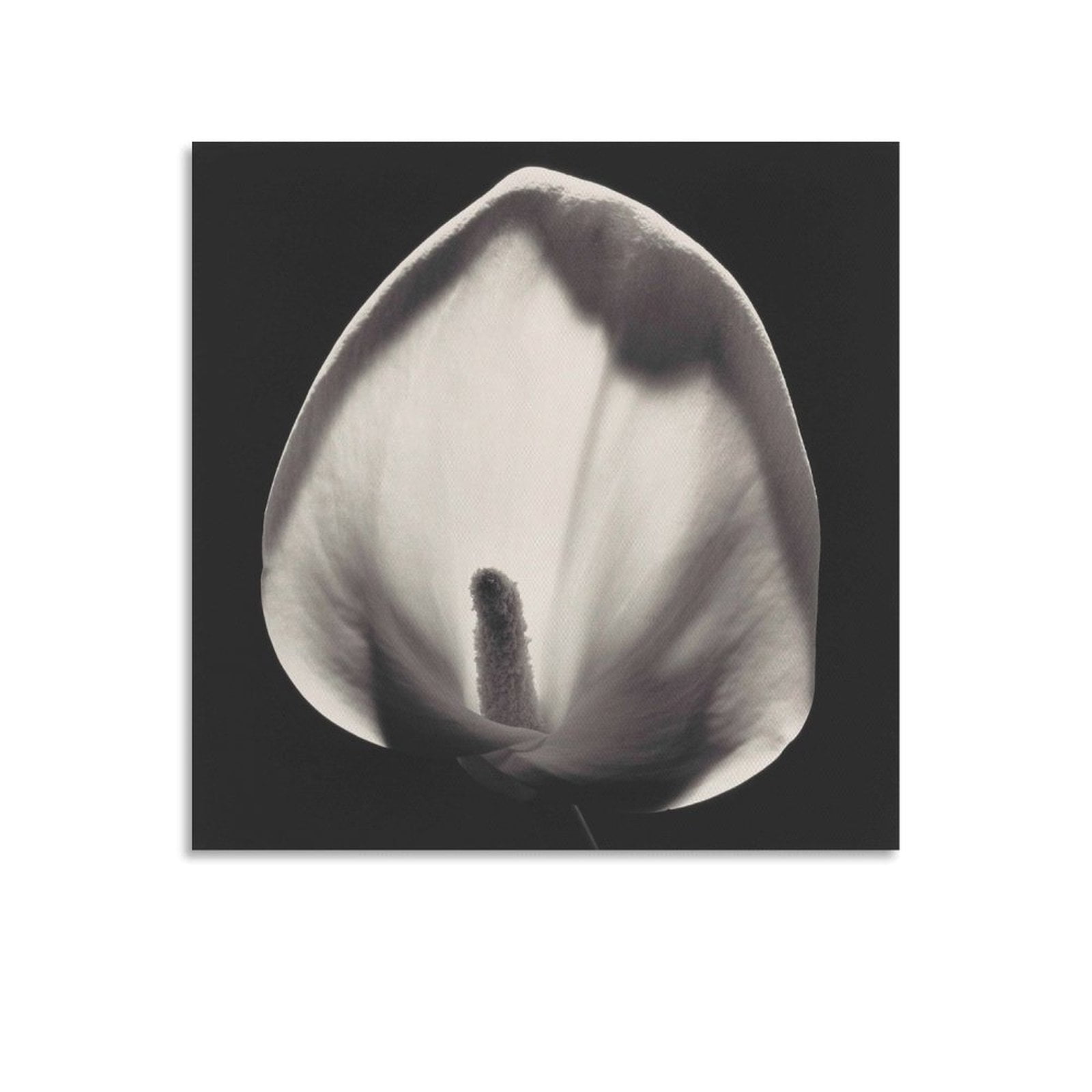 Robert Mapplethorpe Calla Lilly Canvas Famous Paintings, Wall Art ...